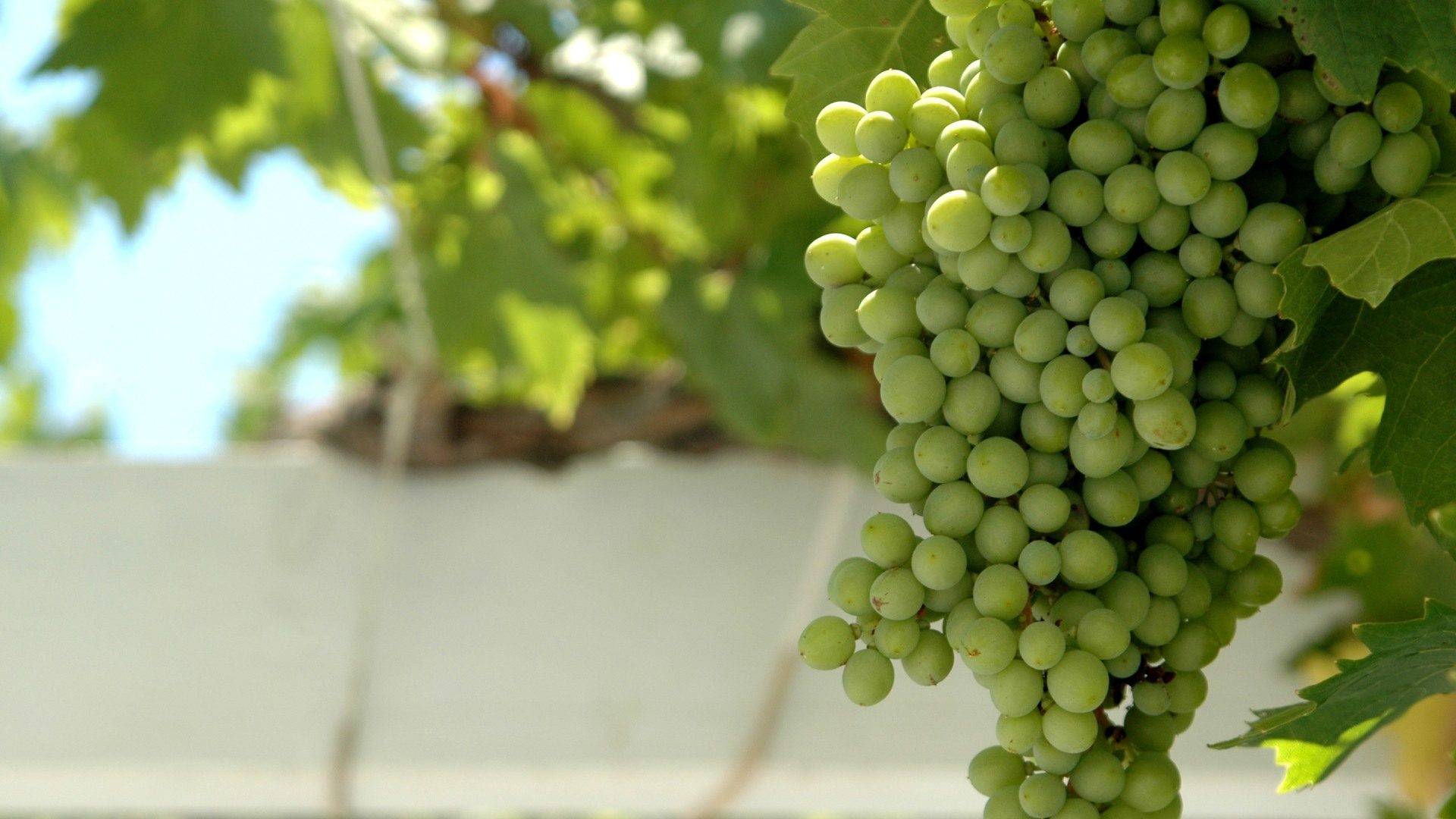 Wineries in Paros: Where Sun-kissed Grapes Whisper Secrets